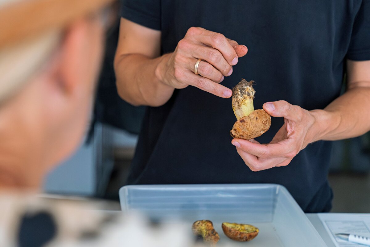 Stadt Thun - Hohe Nachfrage bei der Pilzkontrolle in Thun