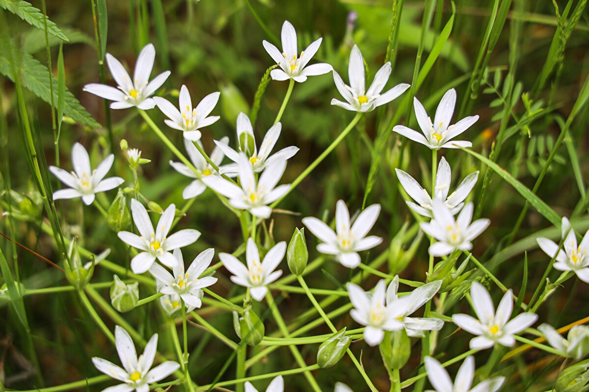 Aesch BL - Seltene Blüten in Aesch: Jetzt blühen die Milchsterne!
