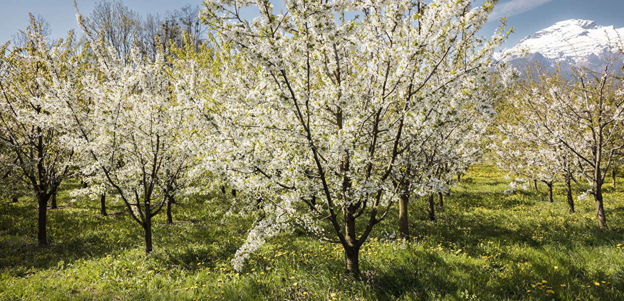 Gemeindeverwaltung Sevelen - Chriesigarten Sevelen